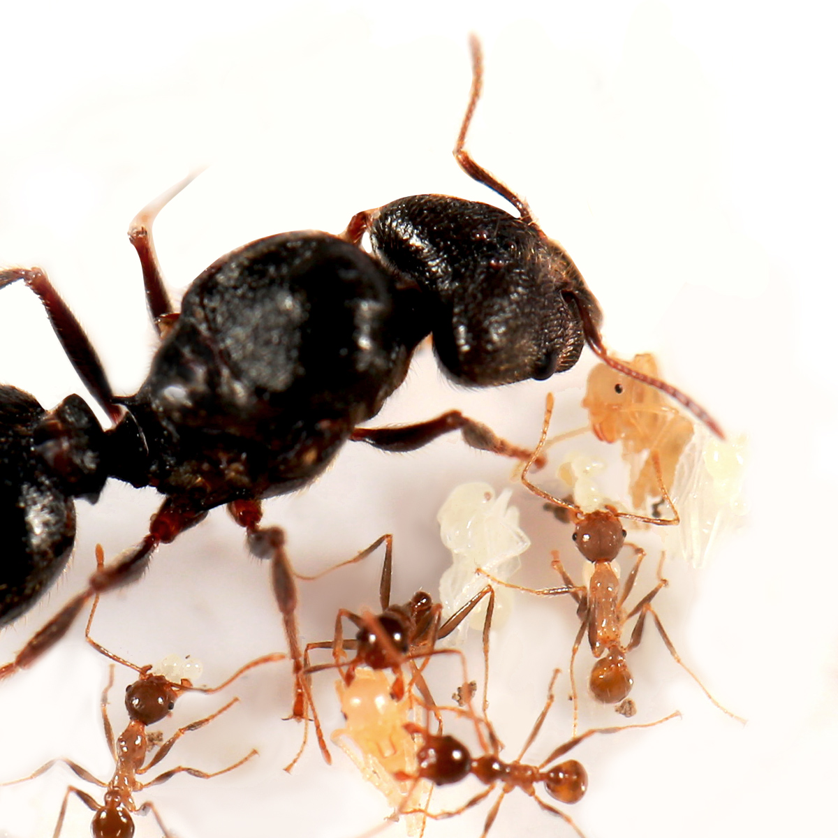 未知名大頭家蟻 Pheidole sp.